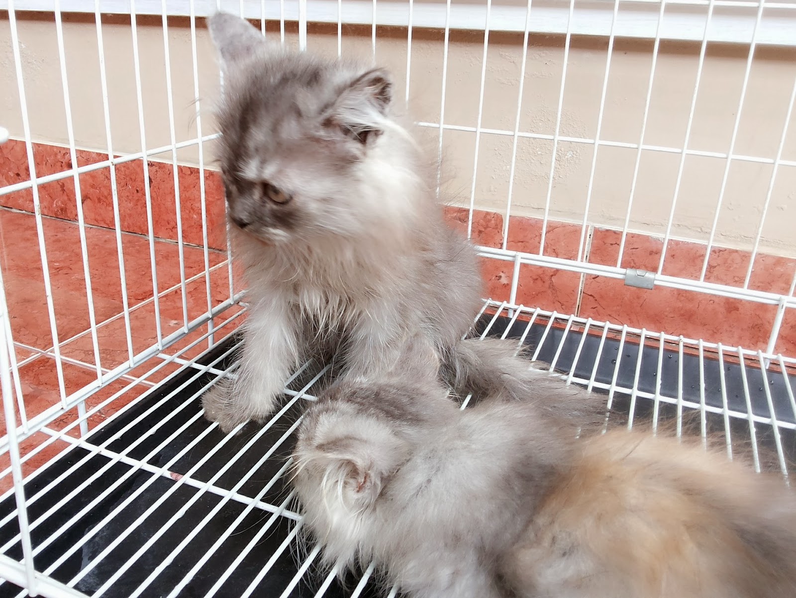 Jual Kucing Persia | Jual Peralatan , Perlengkapan , dan Aksesoris ...
