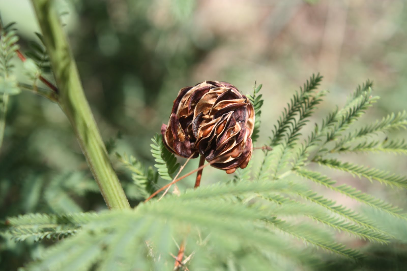Bundleflower is Desmanthus illinoensis, Wood Rose, Prickleweed, False ...