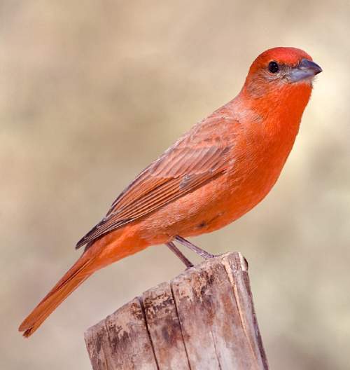 Red tanager images | Birds of India | Bird World