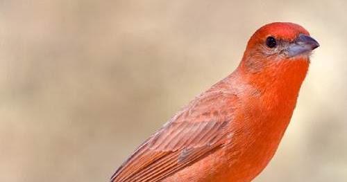 Red tanager images | Birds of India | Bird World