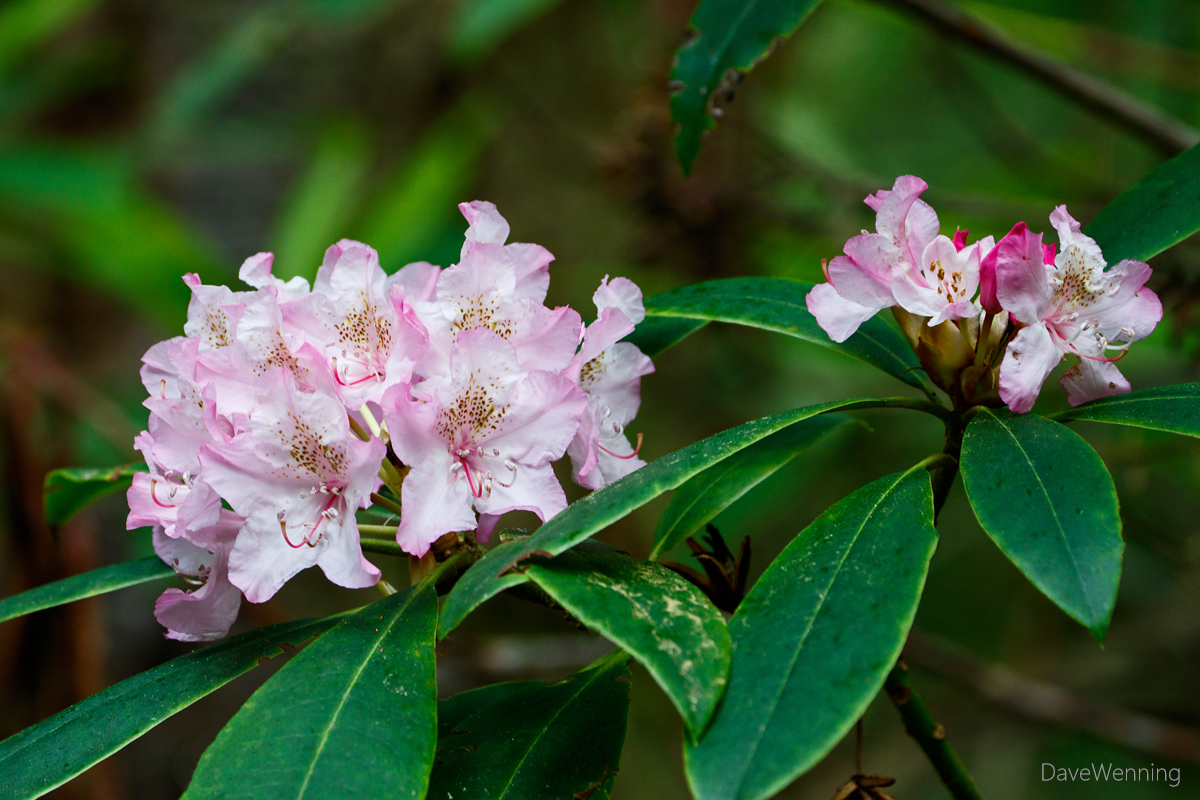 Deception Pass Rhododendrons 2016