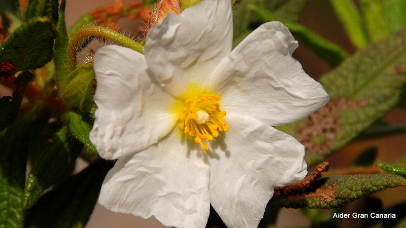 Atlas Rural de Gran Canaria: Jarilla o Jaguarzo (Cistus monspeliensis ...
