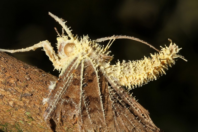 The Herb Hound: CORDYCEPS