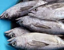 maperow: IKAN AYA HITAM/TONGKOL