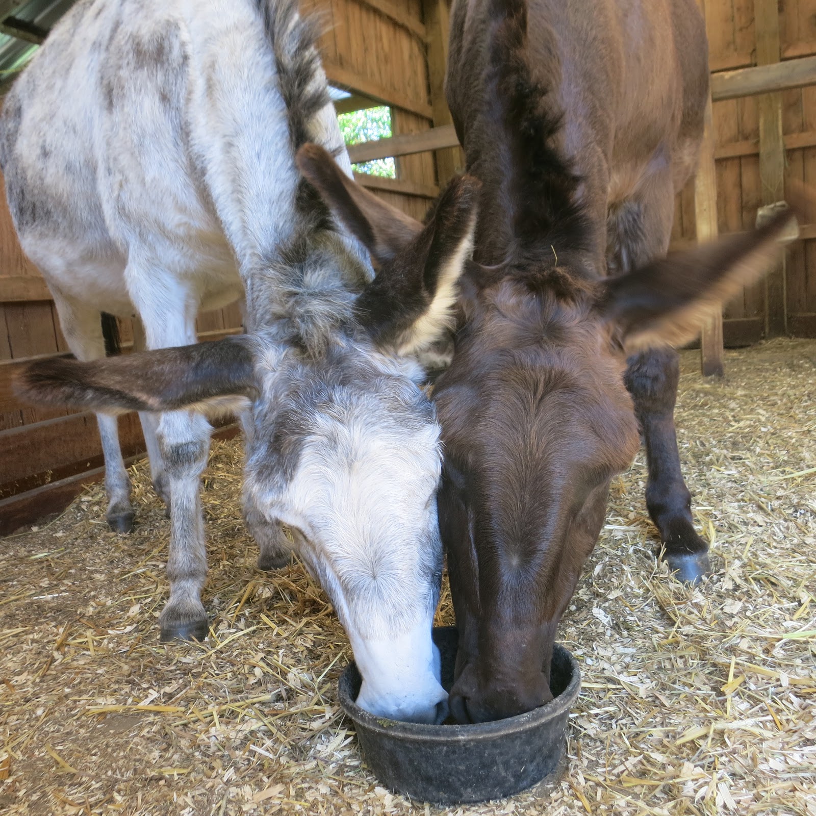 The Dancing Donkey: Thanksgiving