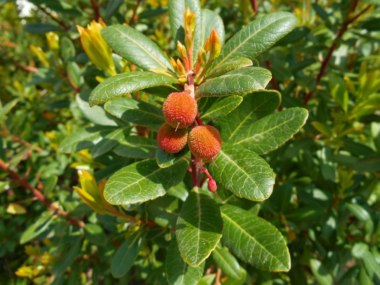 Tony's Blog: The Strawberry Tree