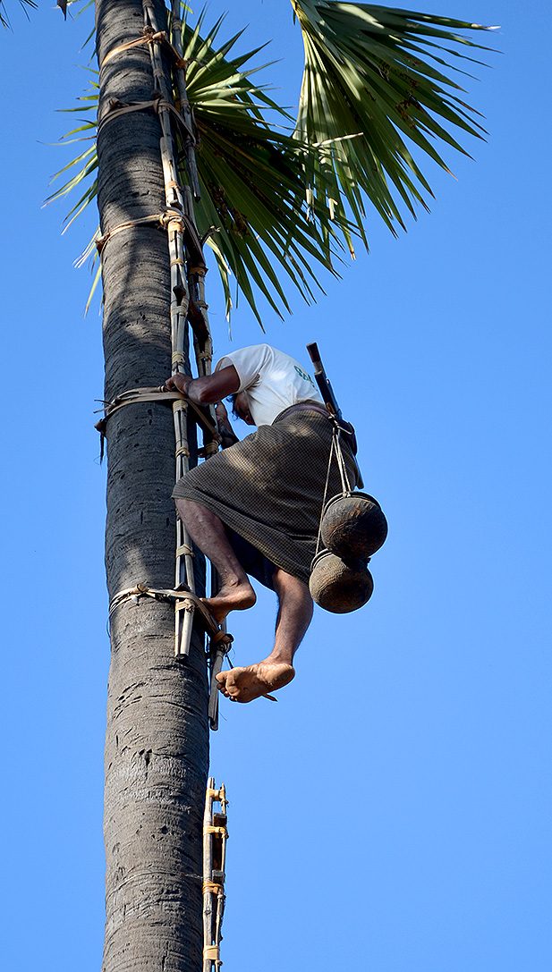 Earth-Roamers : Myanmar - Alcohol from palm trees