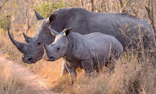 ¿Sabías que?... El Rinoceronte