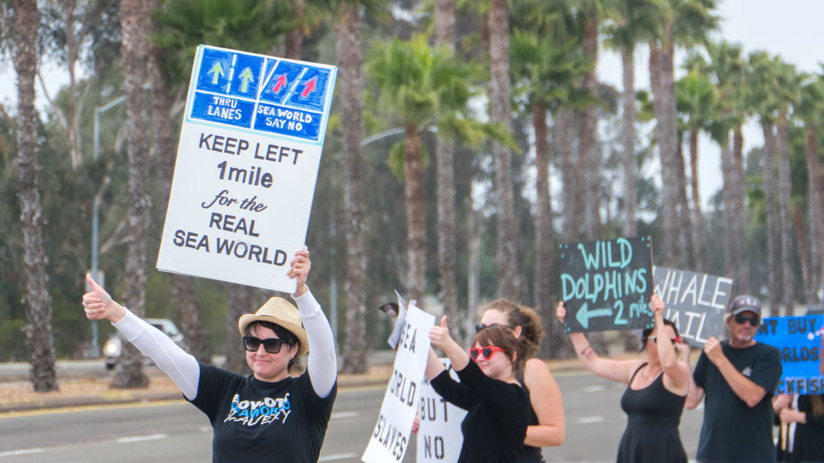 Eye Paint Art: Anti-SeaWorld Protests Gain Momentum