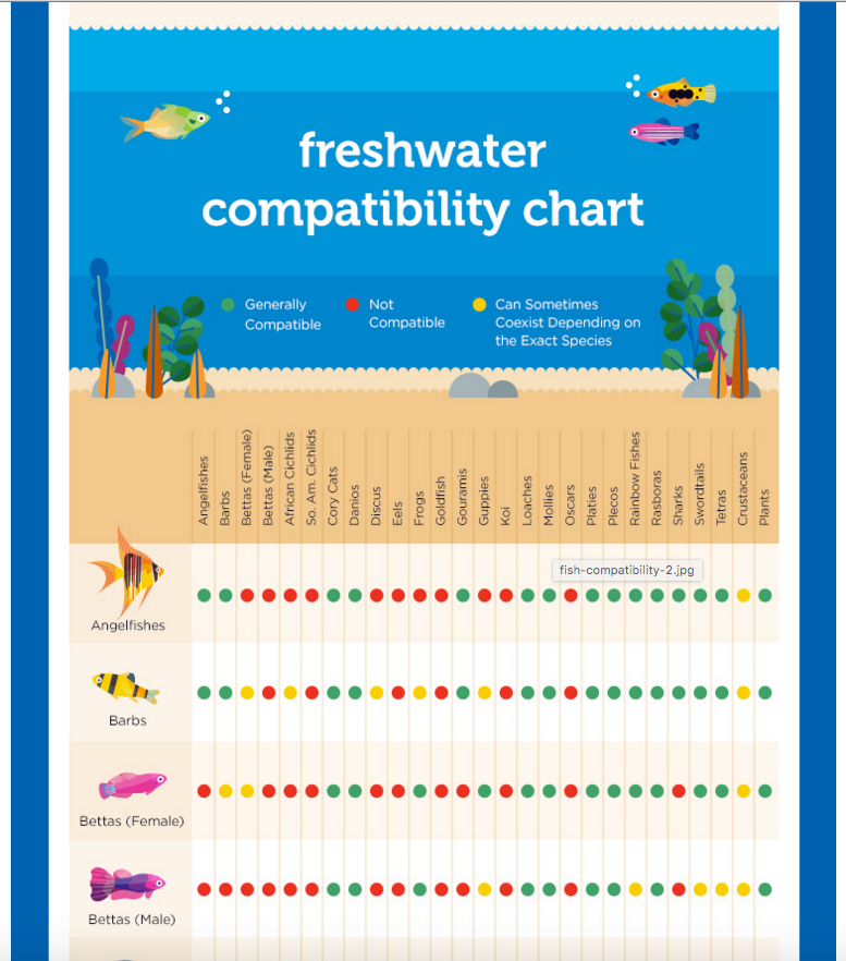 Fish Compatibility Chart - توافق الأسماك - Egy Reef