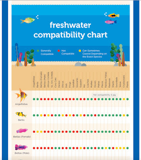 Fish Compatibility Chart - توافق الأسماك - Egy Reef