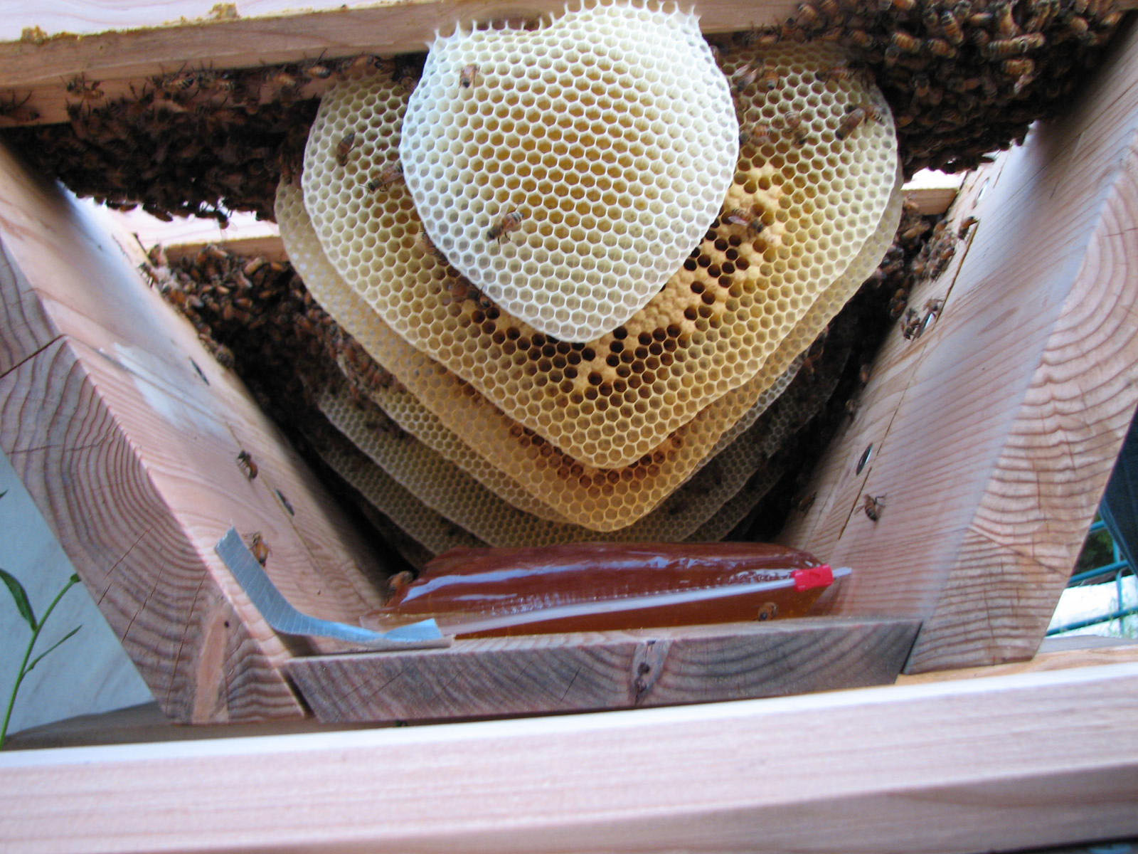 Mustang Dreams....: Bee Hive Update...