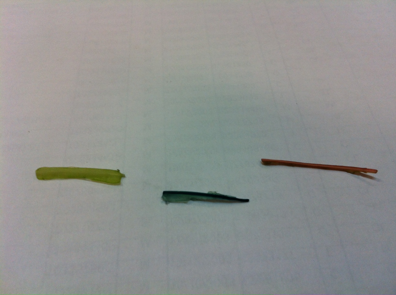 My Learning Journey As A Science Educator: Plant Transport System