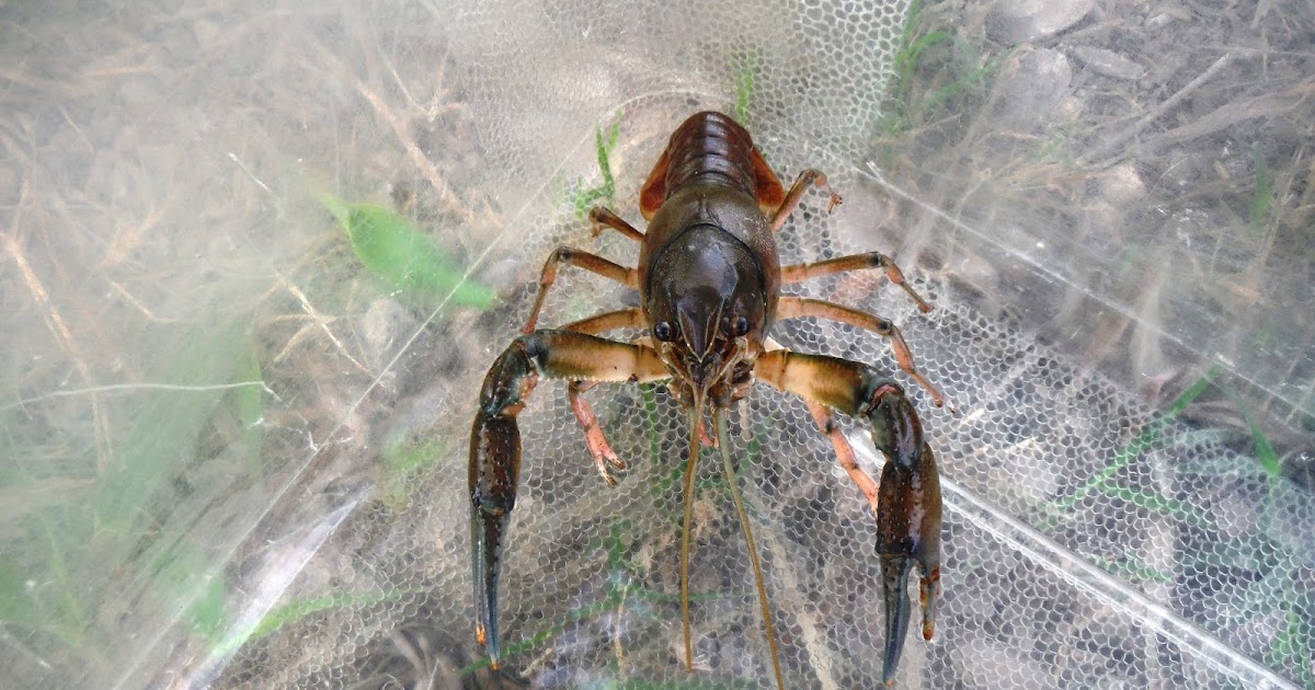 Pasión por el Acuarismo...Blog Regiomontano: Procambarus regiomontanus ...