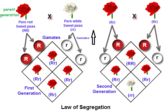Science Life Blog: Persilangan