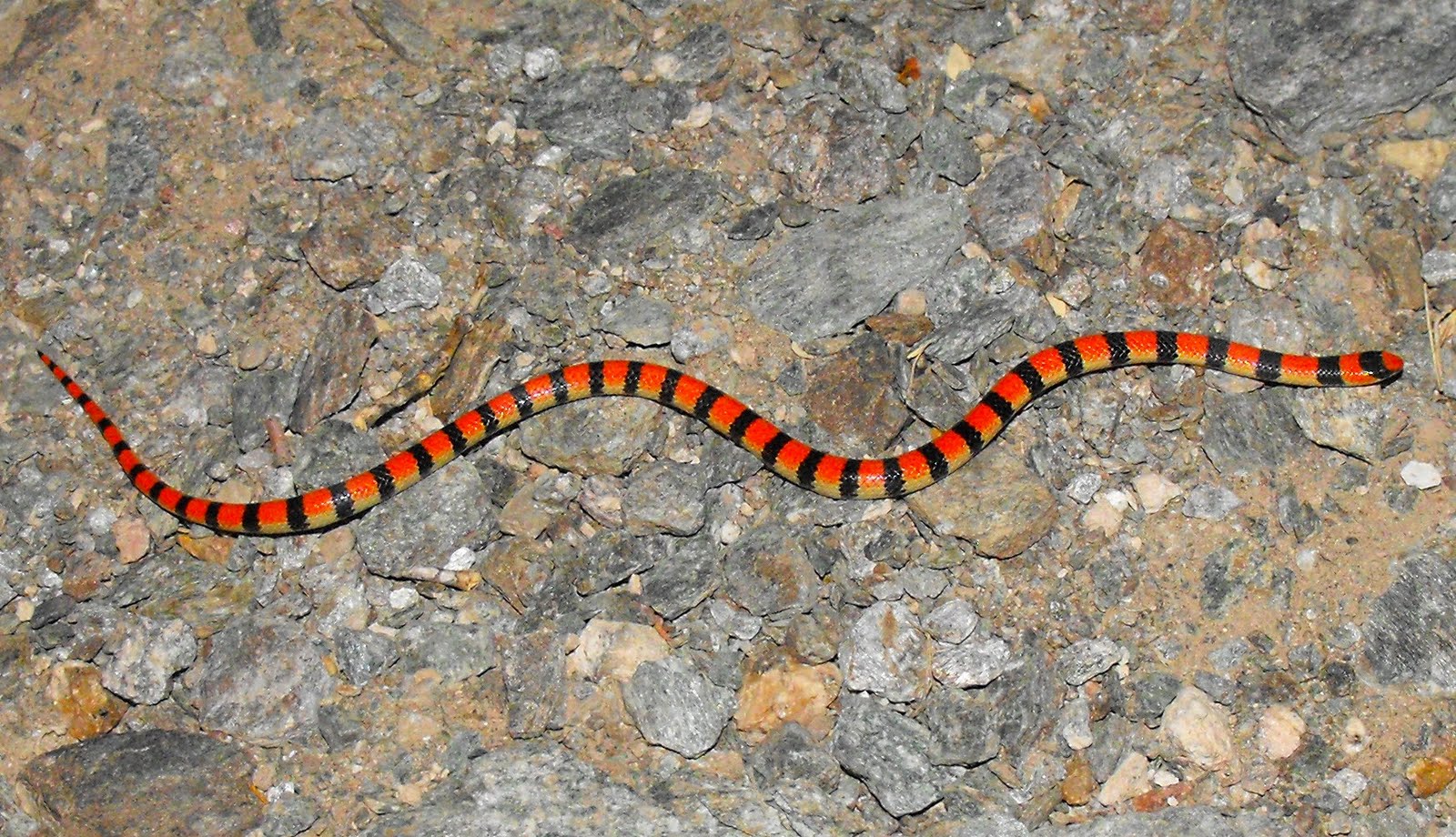 Red Snakes in Arizona: Venomous, Non-Venomous, and Their Cultural ...
