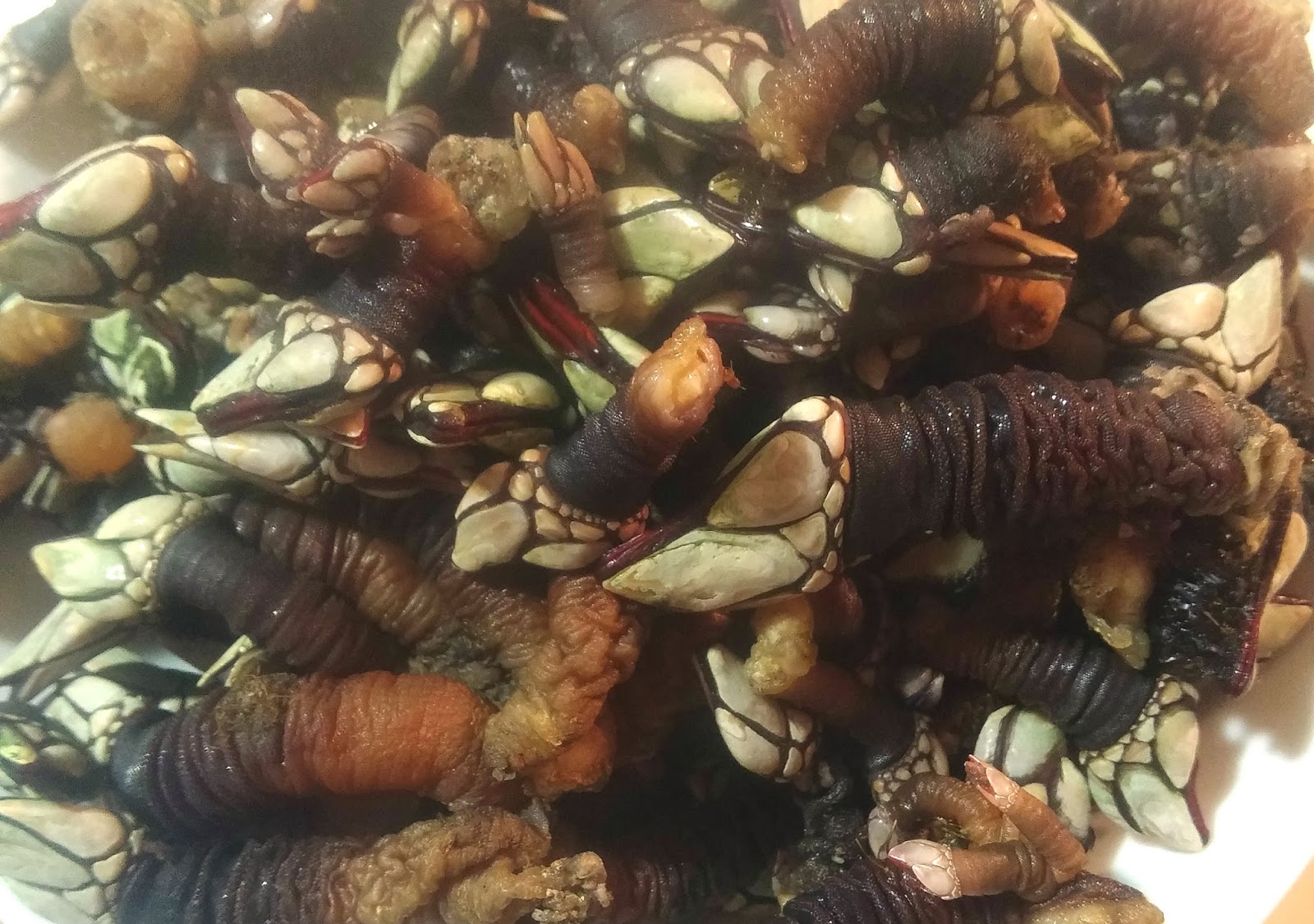 Como cocer percebes.