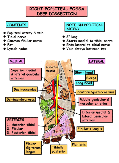 موقع الدكتور أحمد كلحى: صور تشريح - Anatomy : Organs of the Lower Limb ...
