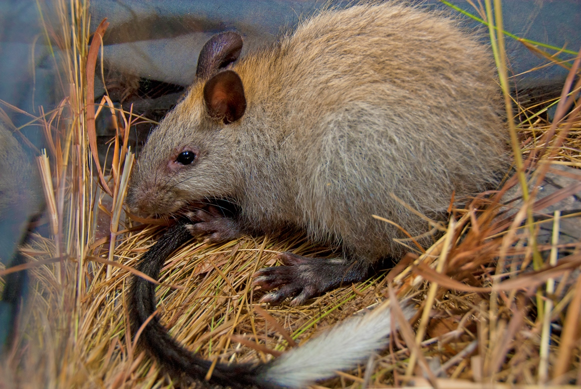 Magellan 2017: Taronga Zoo in Sydney