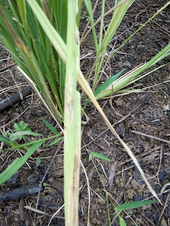 Penyakit Tungro (kuning) daun pada tanaman padi