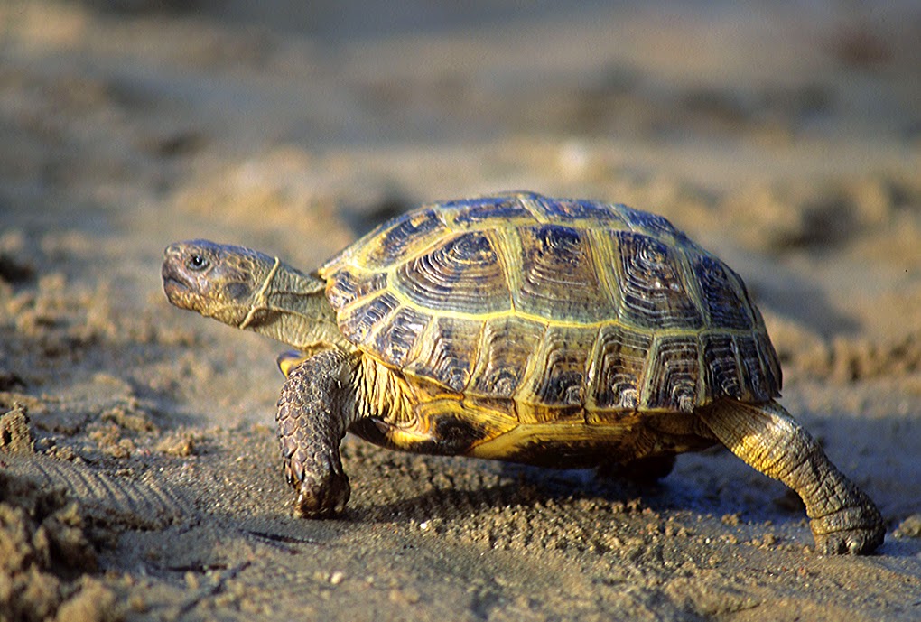 Swiat Zolwi: Żółw stepowy