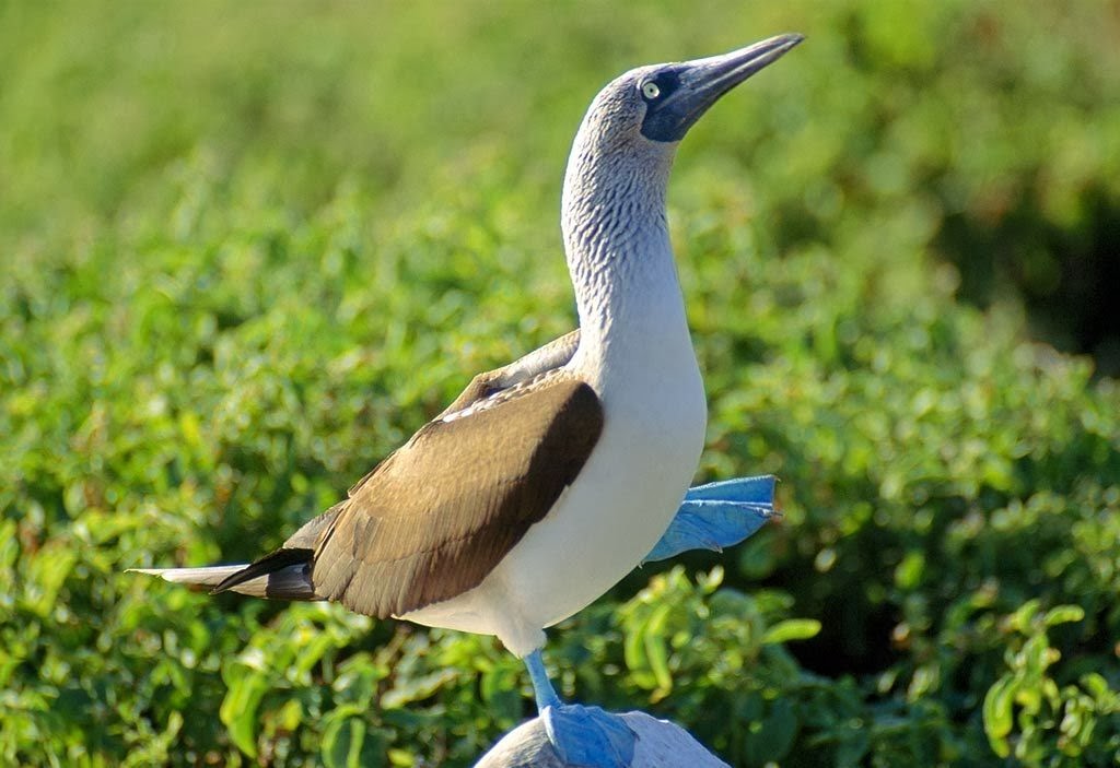 Blue Footed Booby - Pets