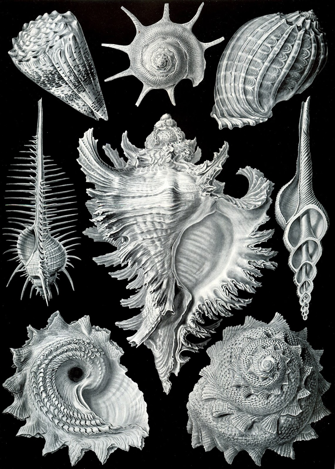 Ocracoke Island Journal: Ernst Haeckel