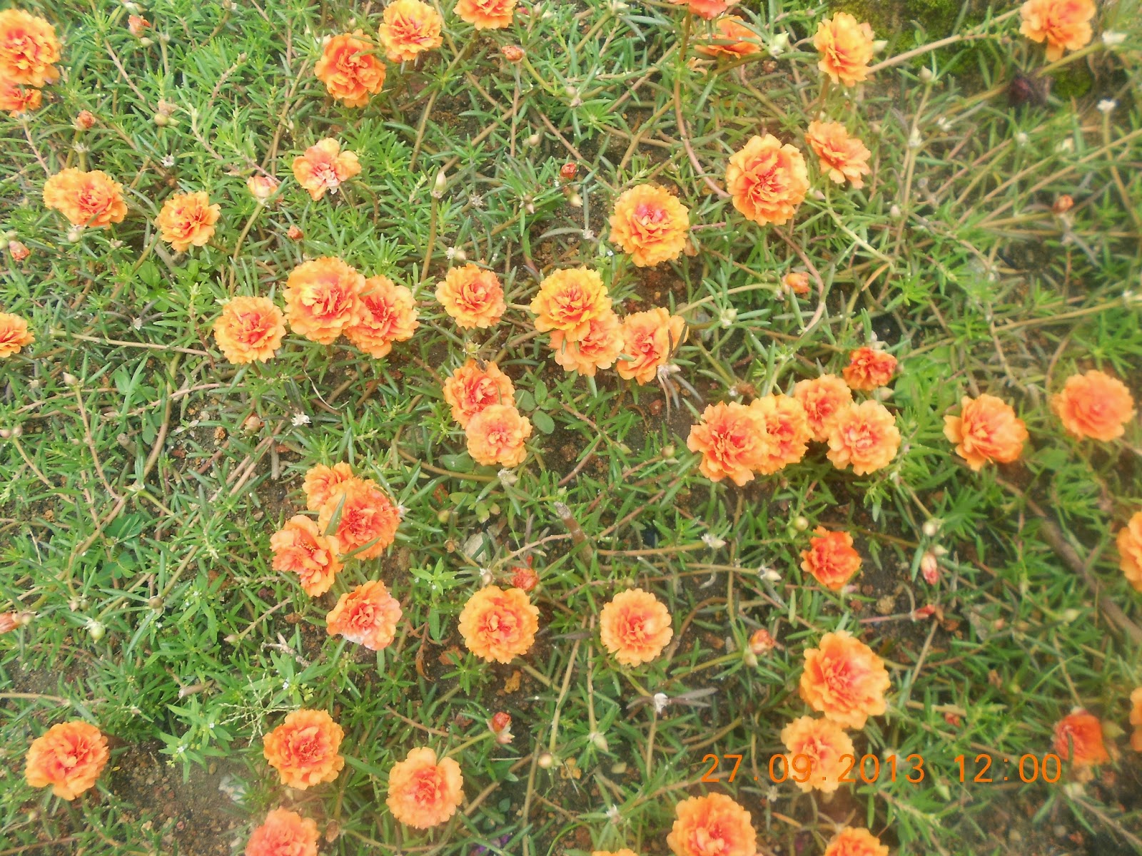 namakucella: BUNGA KEMBANG PUKUL 10.00.....& MORNING GLORY...