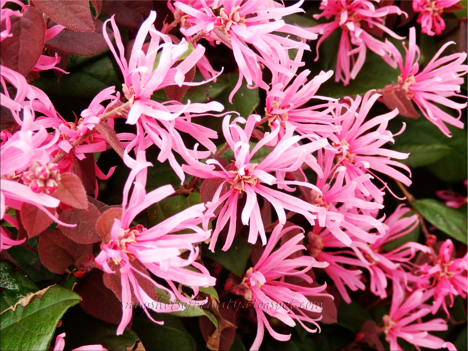 Snapshots of Beauty: FURTHER ON THE FRINGES...