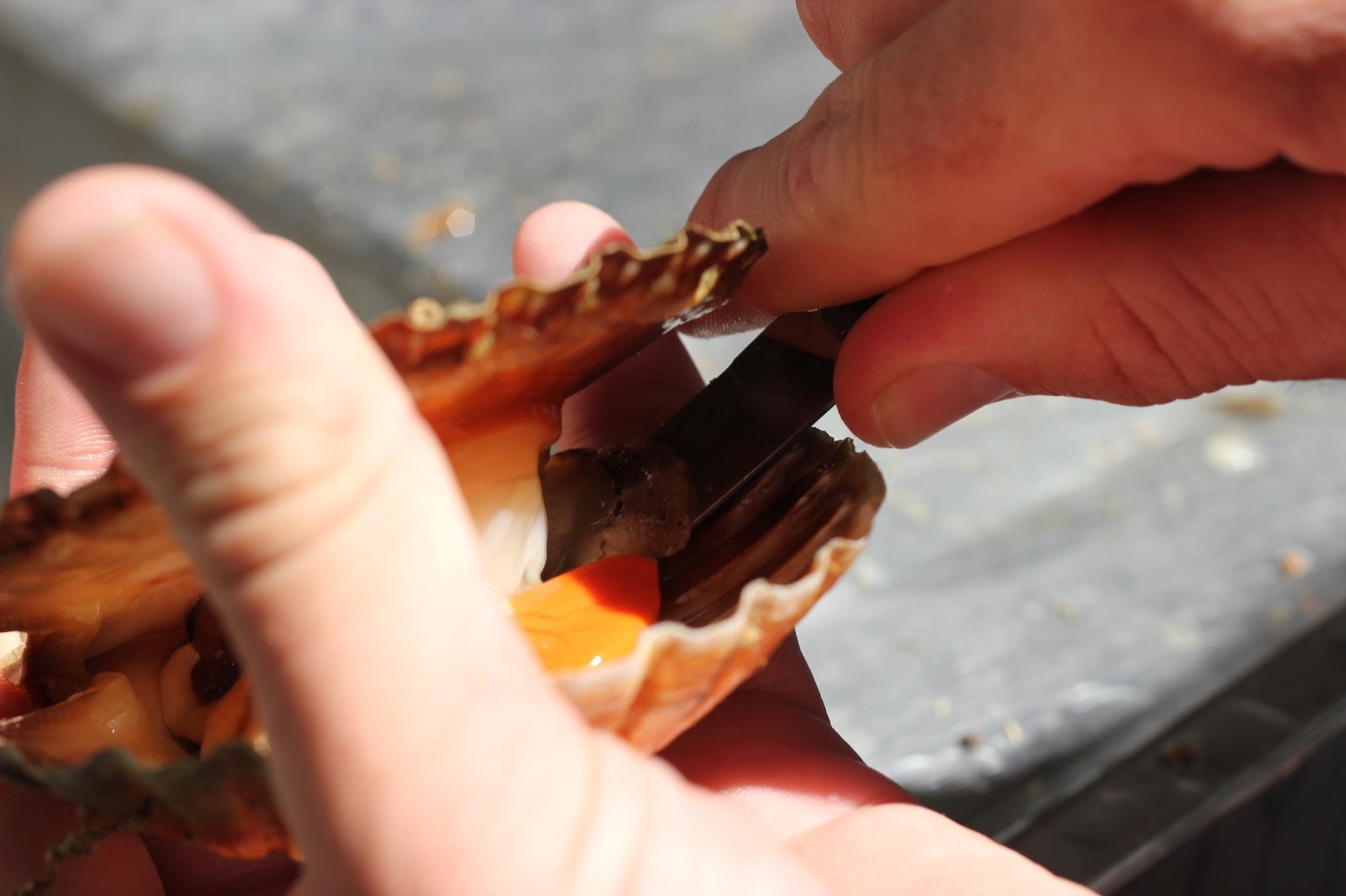 Cooking with Carina: How to shuck a scallop