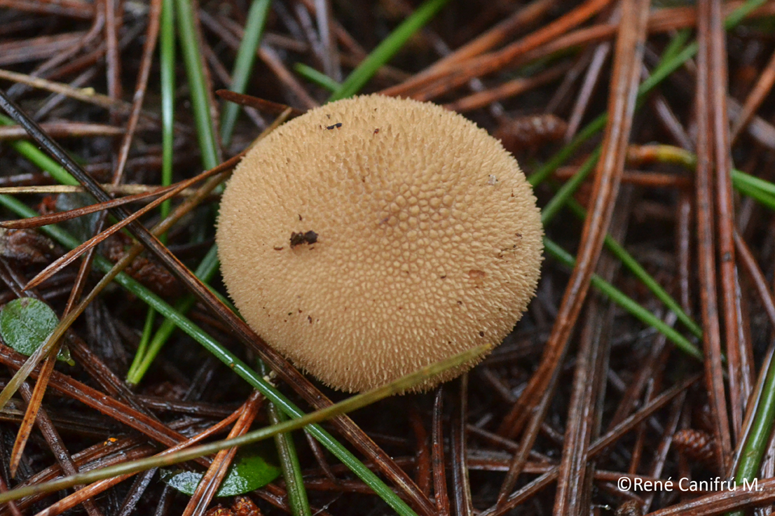 Hongos: Lycoperdon sp.