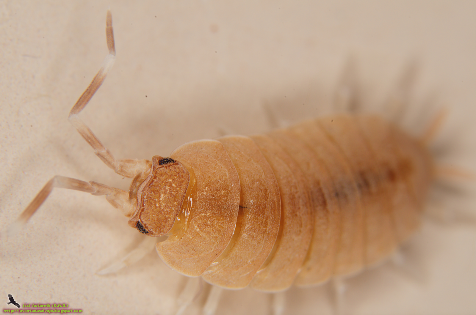 La Ventana Salvaje: Bichos y Humedad