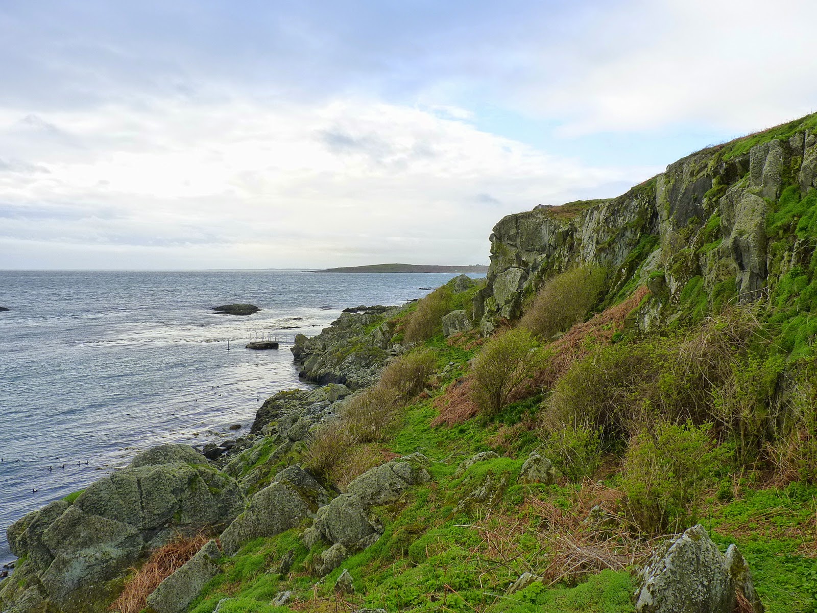 Birding For Pleasure: Birds found on Copeland Island on Saturday PART 1