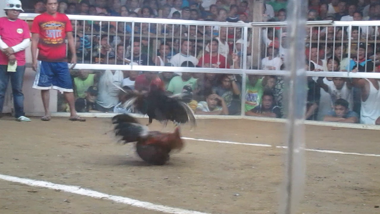 Sabong Pilipinas Fights - Calape Cockers Arena, Bohol Fight # 22 ...
