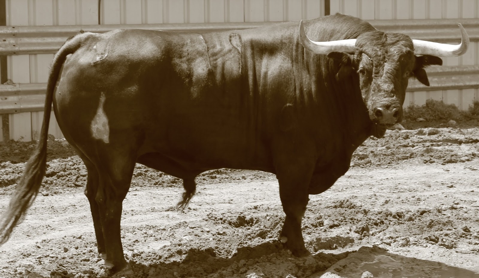 El Blog del toro bravo.: Una mañana en Corrals l´Afició.