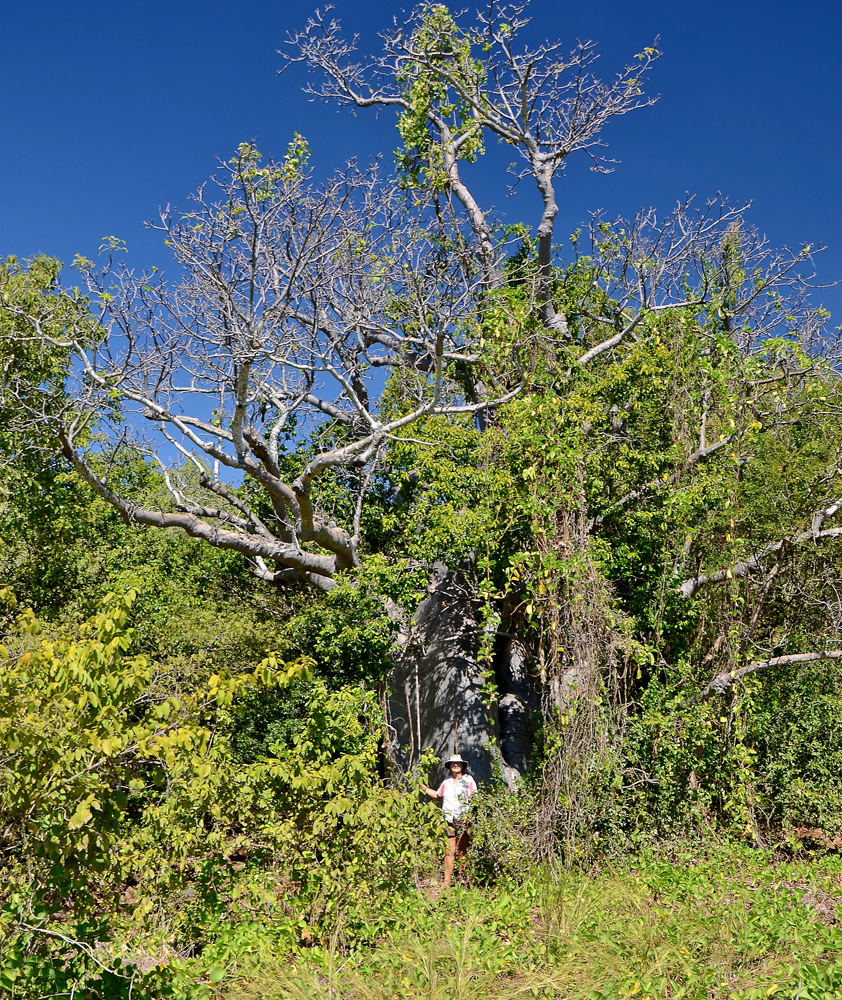 Once Around The Block - Sailing with ALANA ROSE: Boab Trees