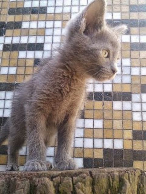 Adoptándonos: Divino gatito bebé de color gris en adopción responsable