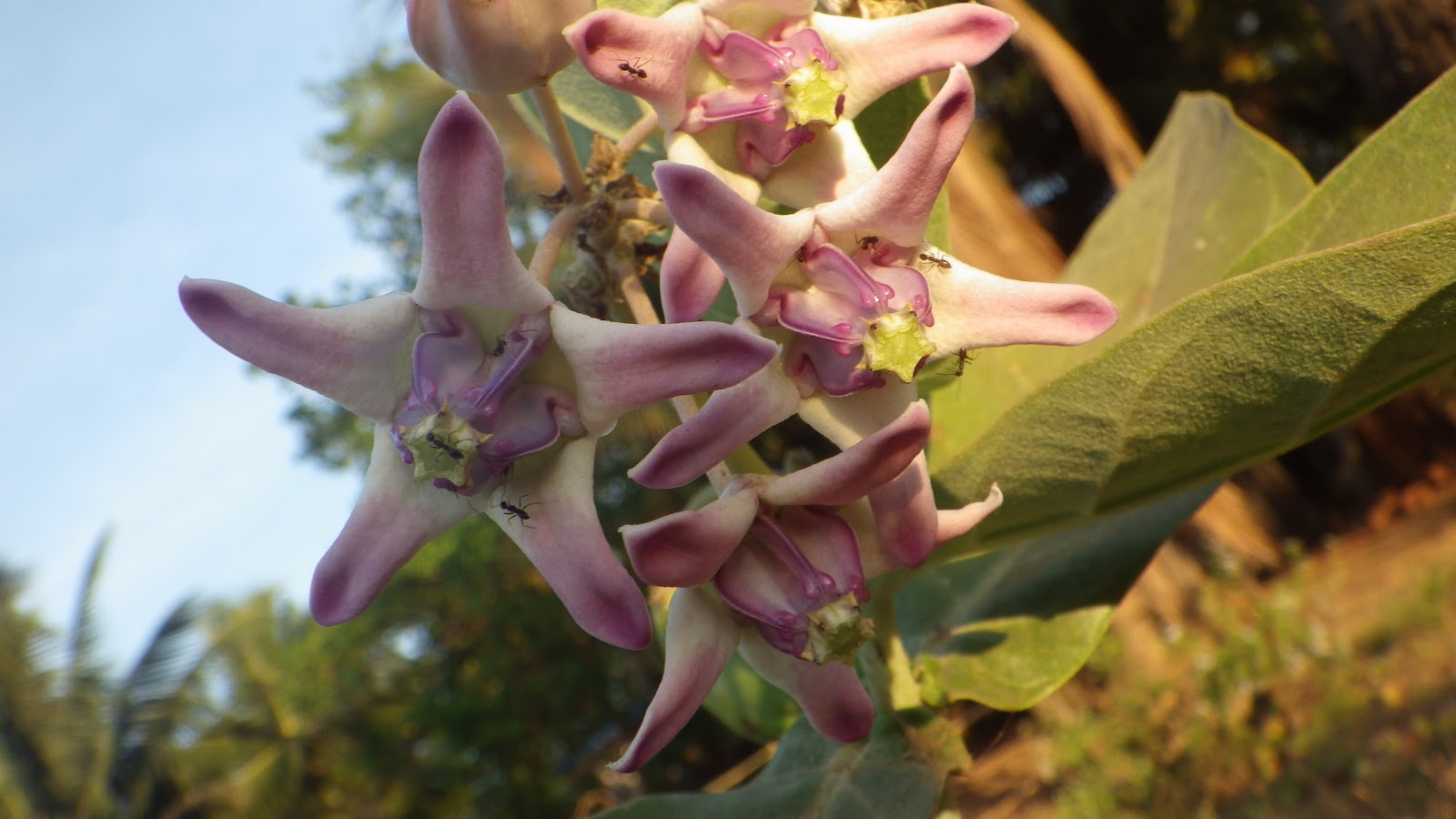 Epic adventure: Flowers of Goa & Hampi