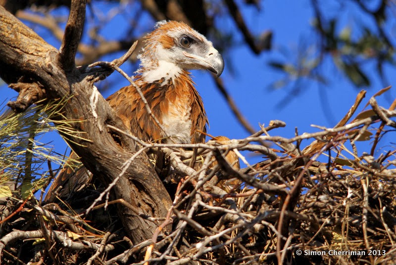 Wedge-tailed Eagle Tracking: Juvenile Eagle Tagged!