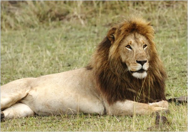 El Herrerillo: León (Panthera leo)