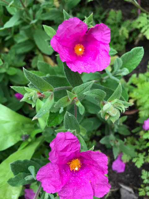 On Discovering A Garden: Gopher Resistant Plants