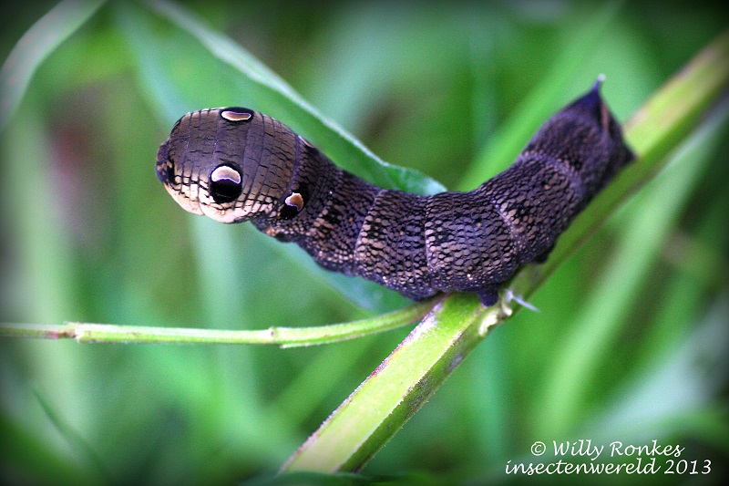 INSECTENWERELD: Monsterachtig mooie rupsen