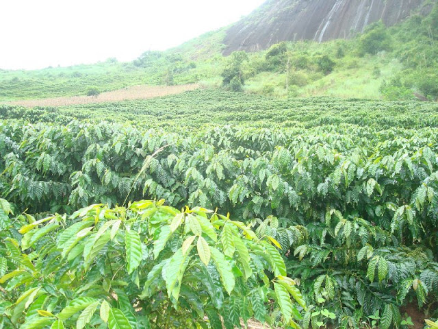 Recanto das Plantas: Café Conilon - "Vitória" (clique aqui para ler mais)