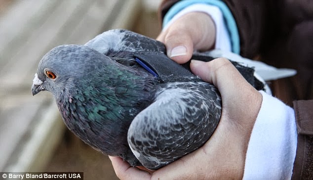 The perfect idea of postal service from pigeon racing | Pigeons Palace