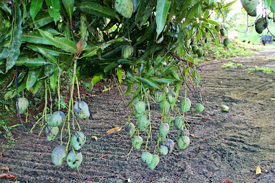Guam Firehouse Cook: Mango Jam.....Homemade!!!