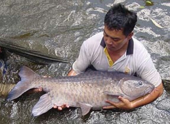 Romancing Borneo: Borneo Most Expensive Fish - Empurau