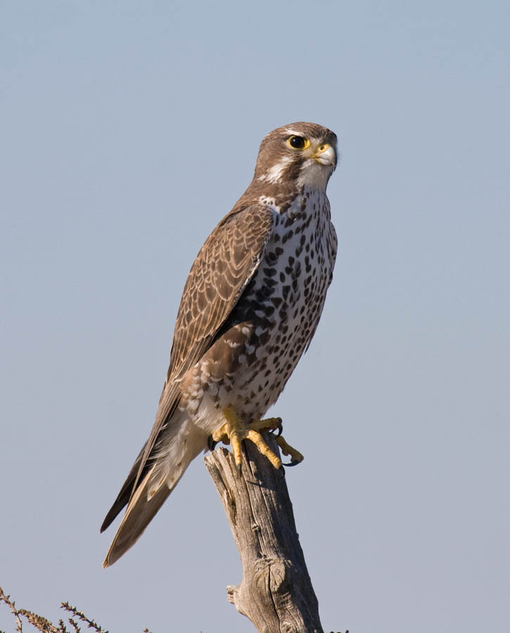 Close encounter with a Prairie Falcon on the Carrizo Plain - Greg in ...