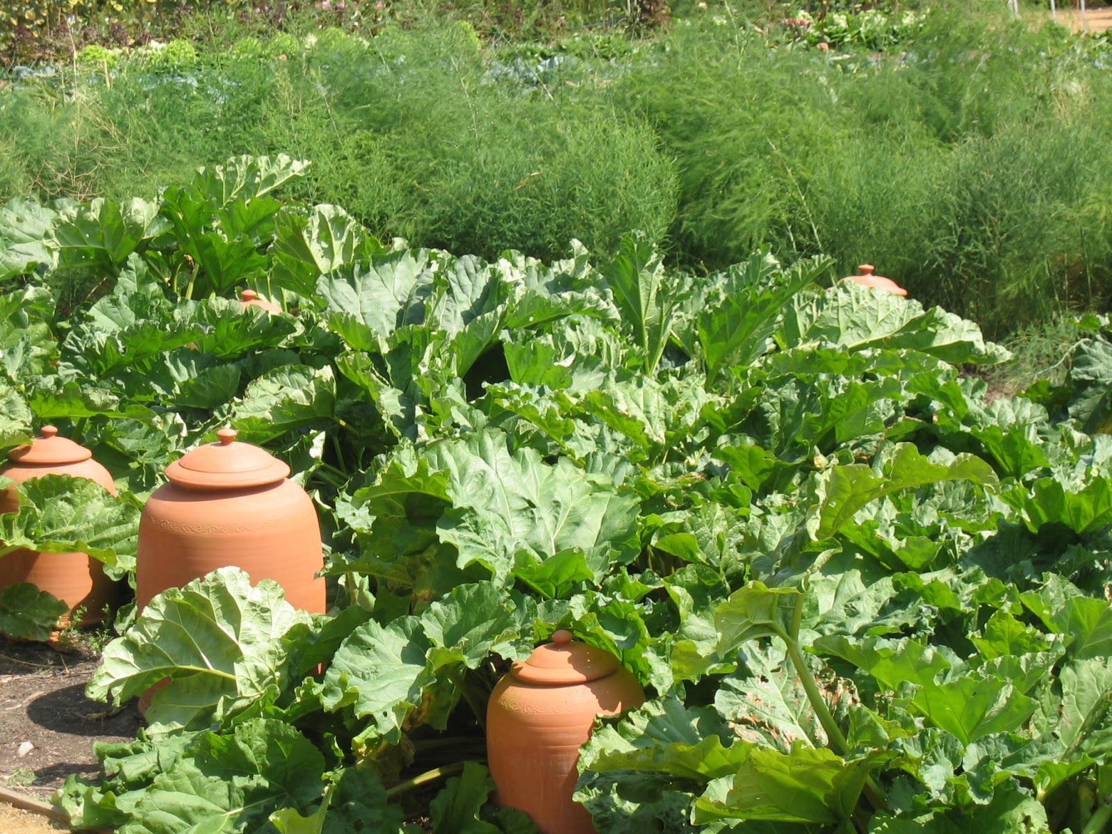 The Good Garden Collective: Rhubarb reminiscences and other stuff about ...