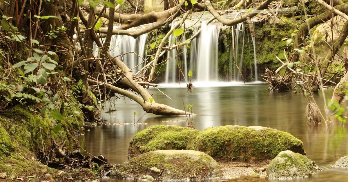 CIENCIA-FATOU: BOSQUE DE RIBERA.