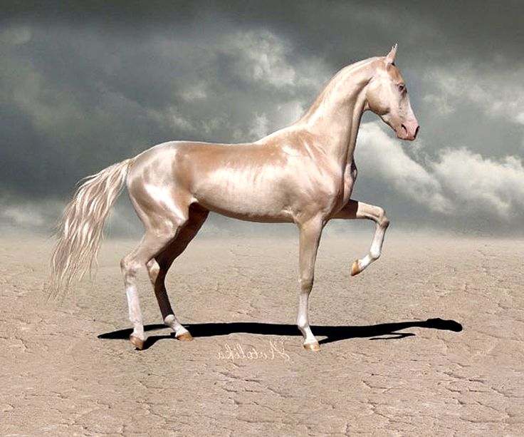 Caballo Akhal-Teke